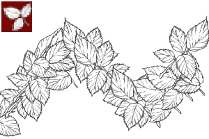 Gregarious Flower/Rose - CLIP STUDIO ASSETS