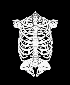 Front Torso Skeleton 7 Brushes HD - CLIP STUDIO ASSETS