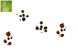[LIMITED TIME 50CP] Salad ingredients - CLIP STUDIO ASSETS